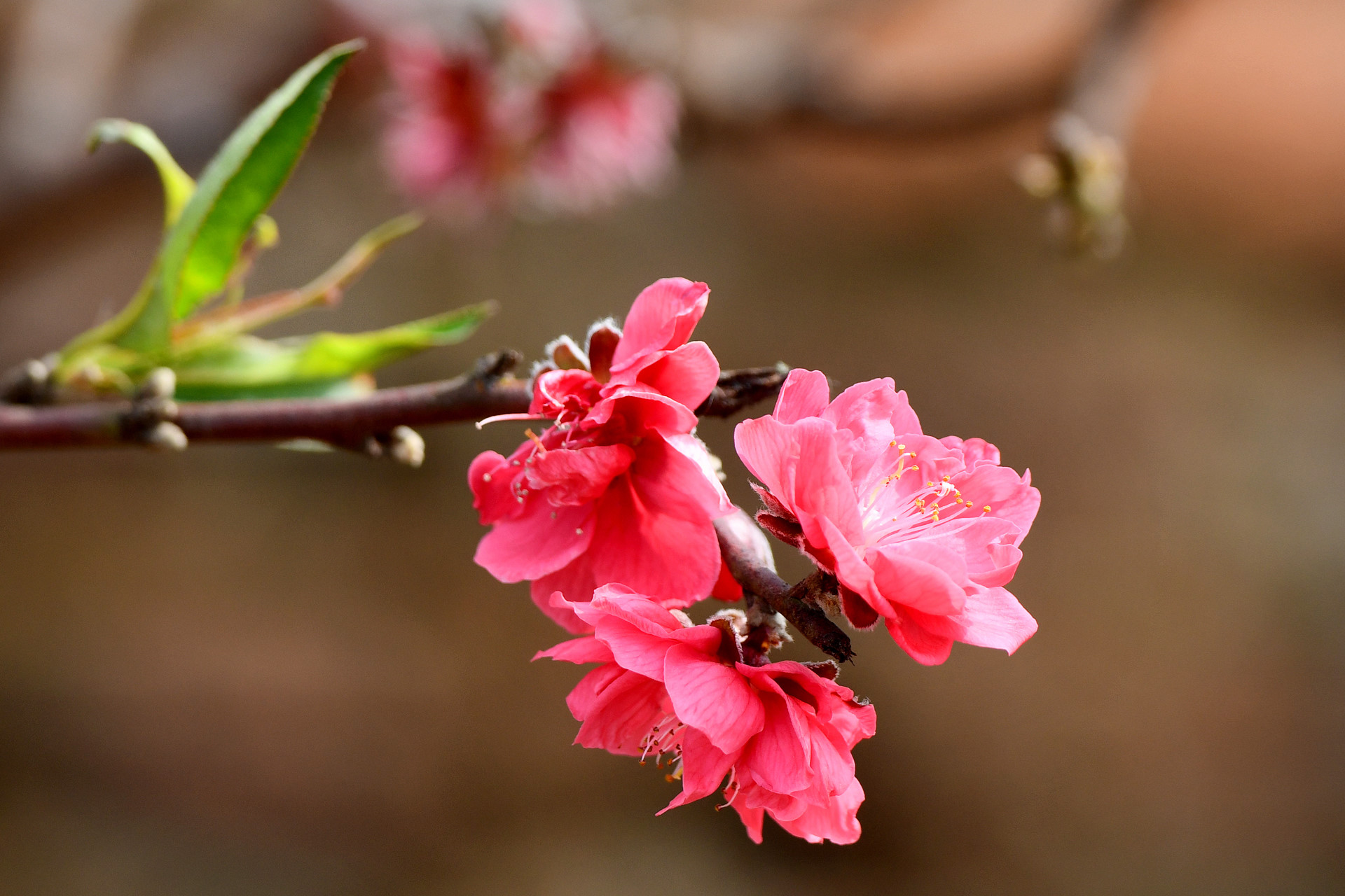 Hoa đào ngày Tết - Ý nghĩa, cách chăm sóc và chọn hoa theo phong thủy